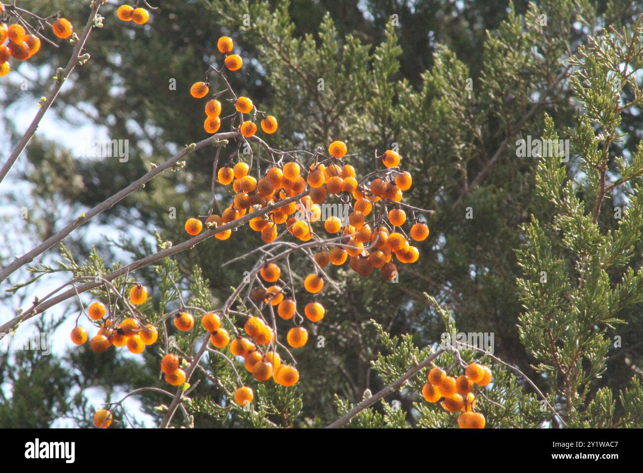 Western Soapberry (Sapindus drummondii) Plantae Stock Photo - Alamy