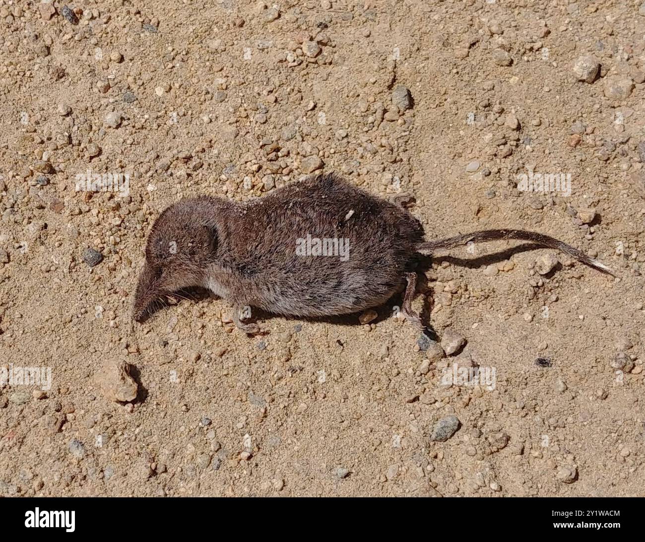 Ornate Shrew Buena Vista Lake Ornate Shrew (Sorex Ornatus Relictus)