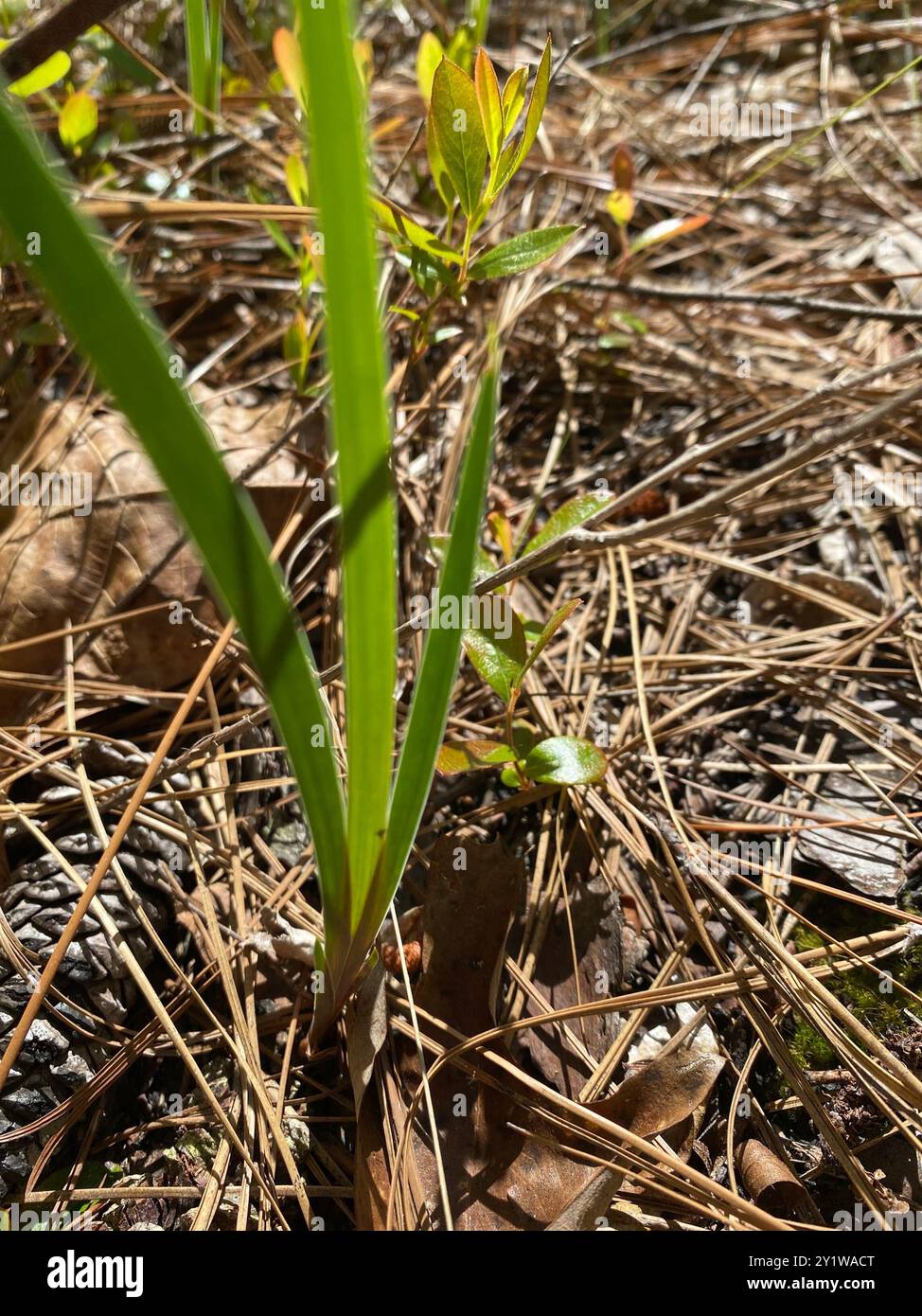 Sandhill Dwarf Iris (Iris verna verna) Plantae Stock Photo - Alamy