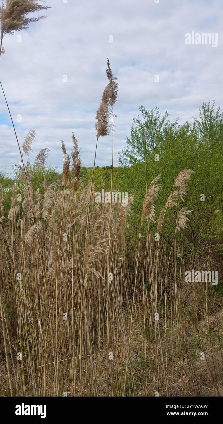 common reed (Phragmites australis) Plantae Stock Photo - Alamy
