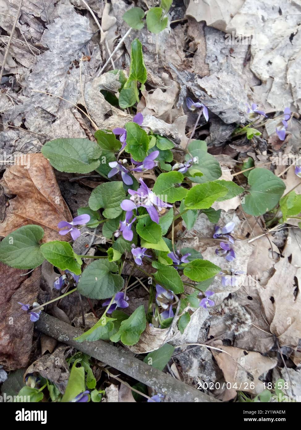 Russian Violet (Viola suavis) Plantae Stock Photo - Alamy