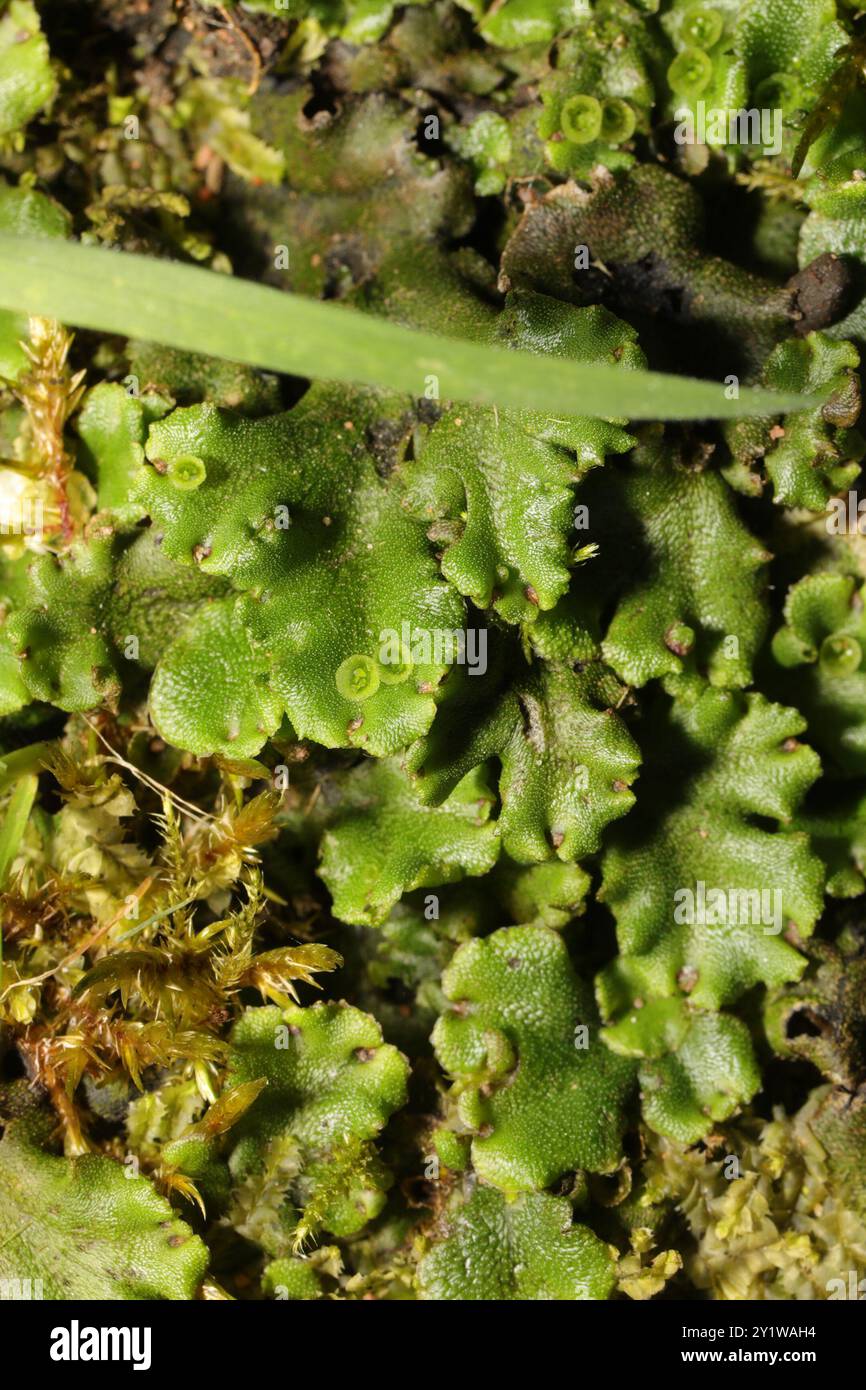 Common Liverwort (Marchantia polymorpha) Plantae Stock Photo - Alamy