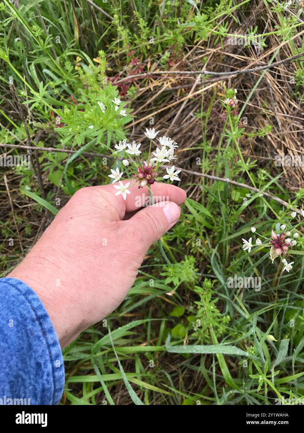 Canadian Meadow garlic (Allium canadense) Plantae Stock Photo - Alamy