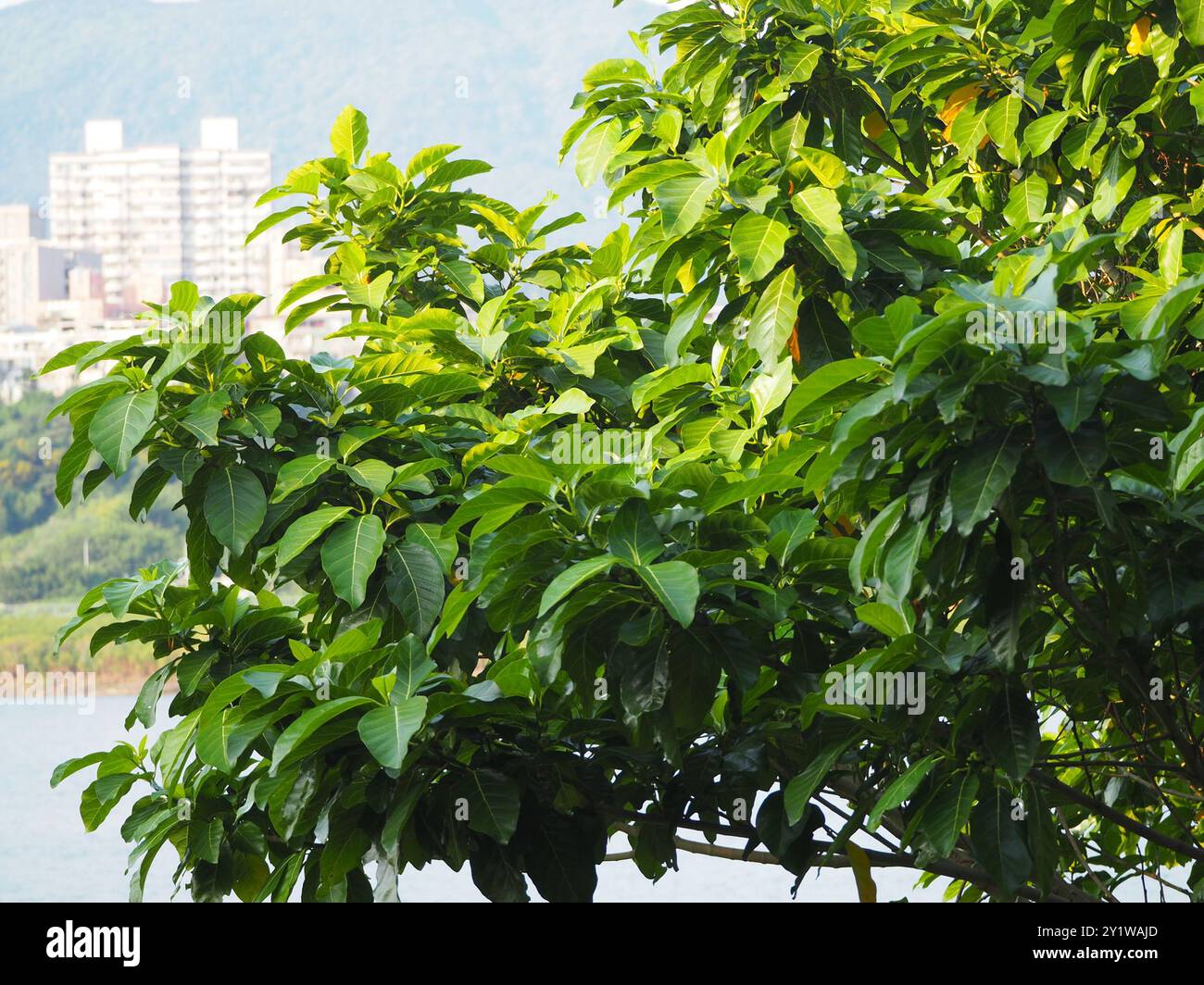 Hauili fig tree (Ficus septica) Plantae Stock Photo - Alamy