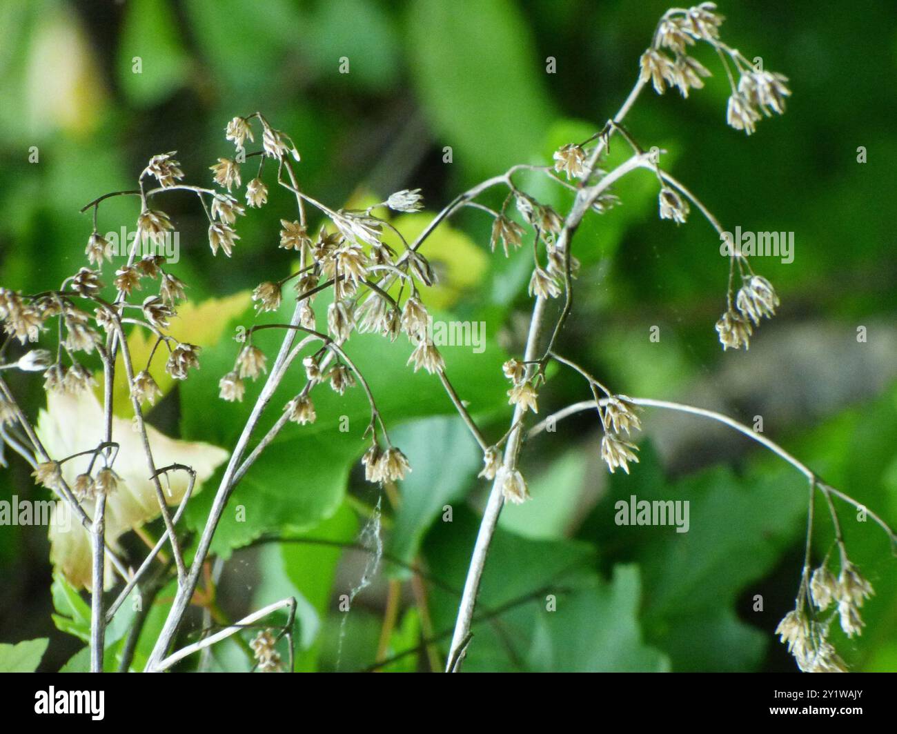 Yellow Crownbeard (Verbesina occidentalis) Plantae Stock Photo - Alamy