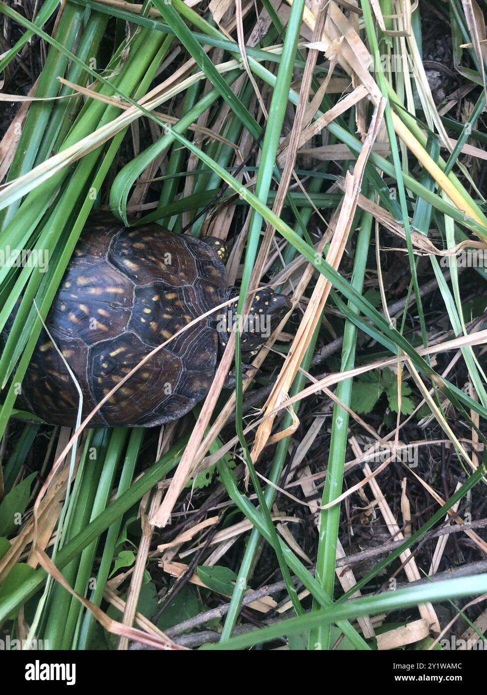 Three-toed Box Turtle (Terrapene triunguis) Reptilia Stock Photo - Alamy