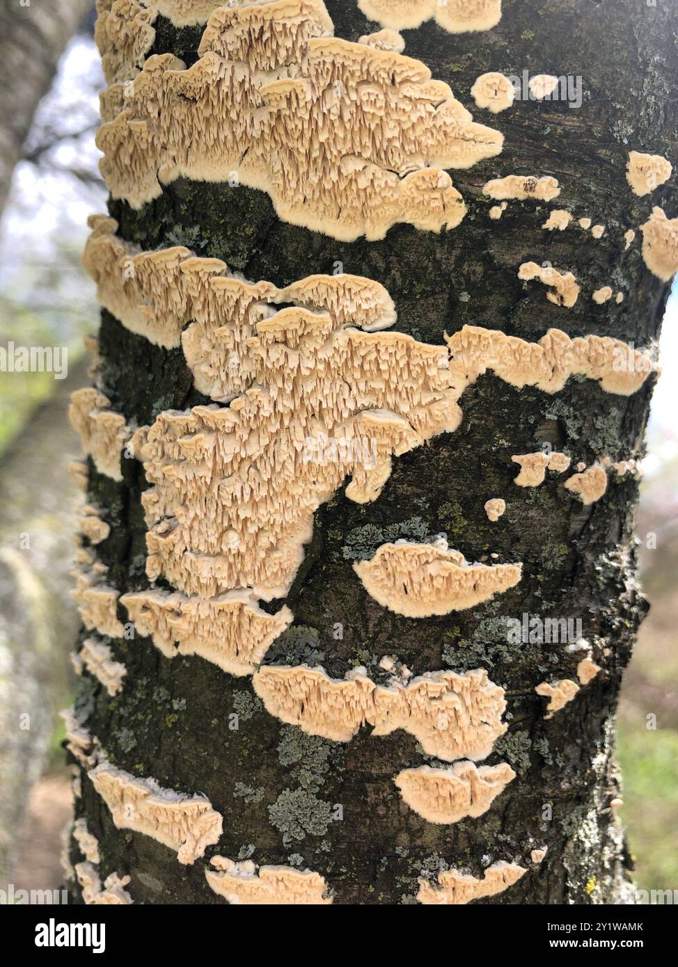 Milk-white Toothed Polypore (Irpex lacteus) Fungi Stock Photo - Alamy