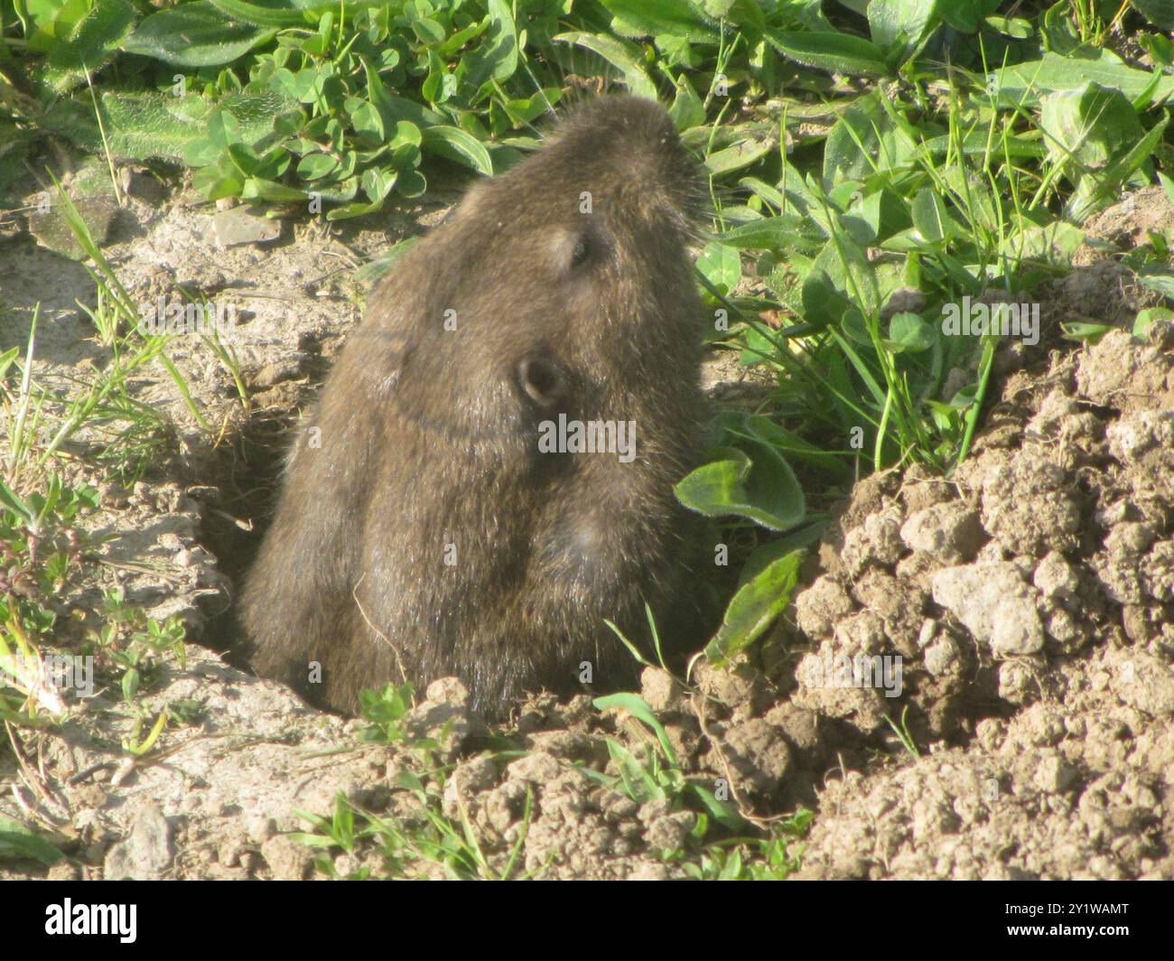 Camas Pocket Gopher (Thomomys bulbivorus) Mammalia Stock Photo - Alamy