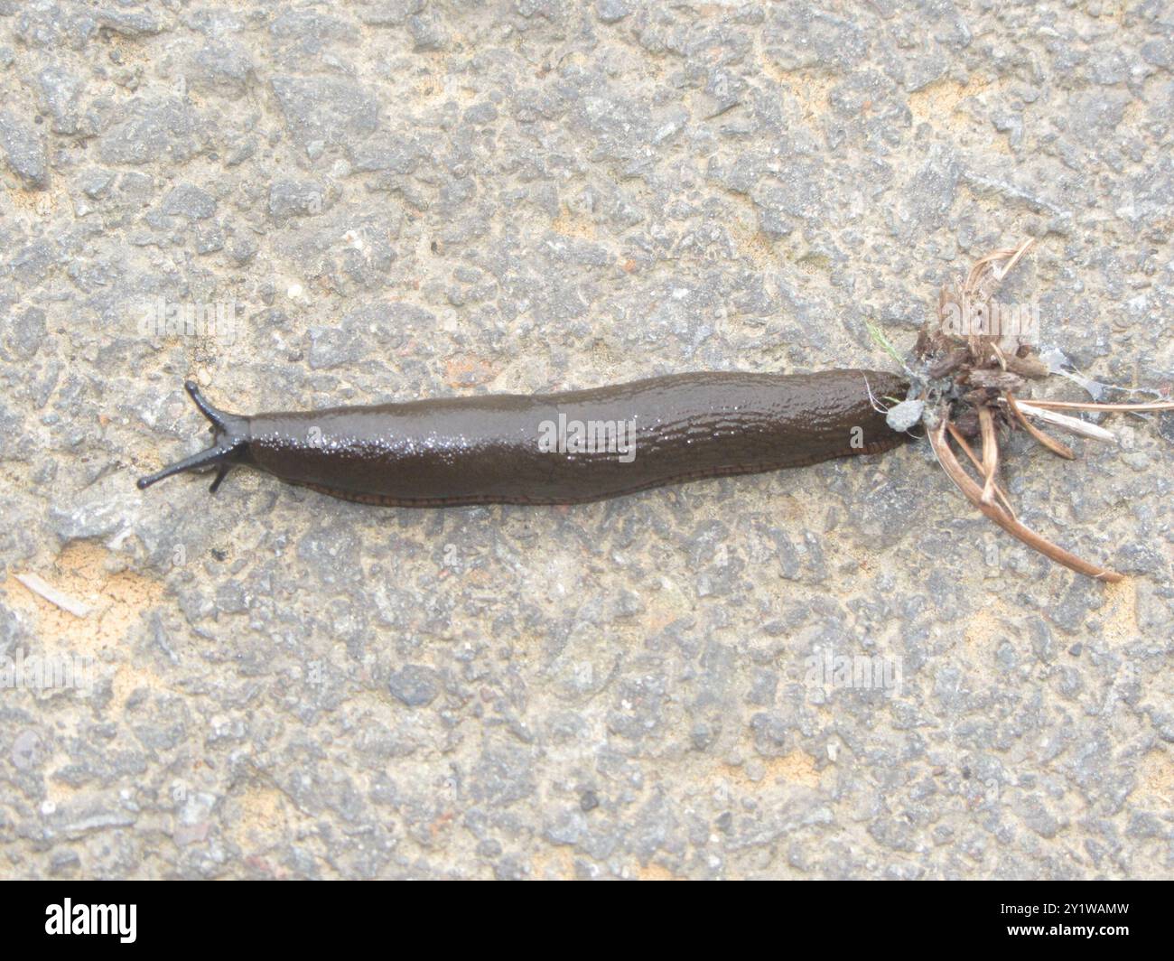 Black Slug (Arion ater) Mollusca Stock Photo - Alamy
