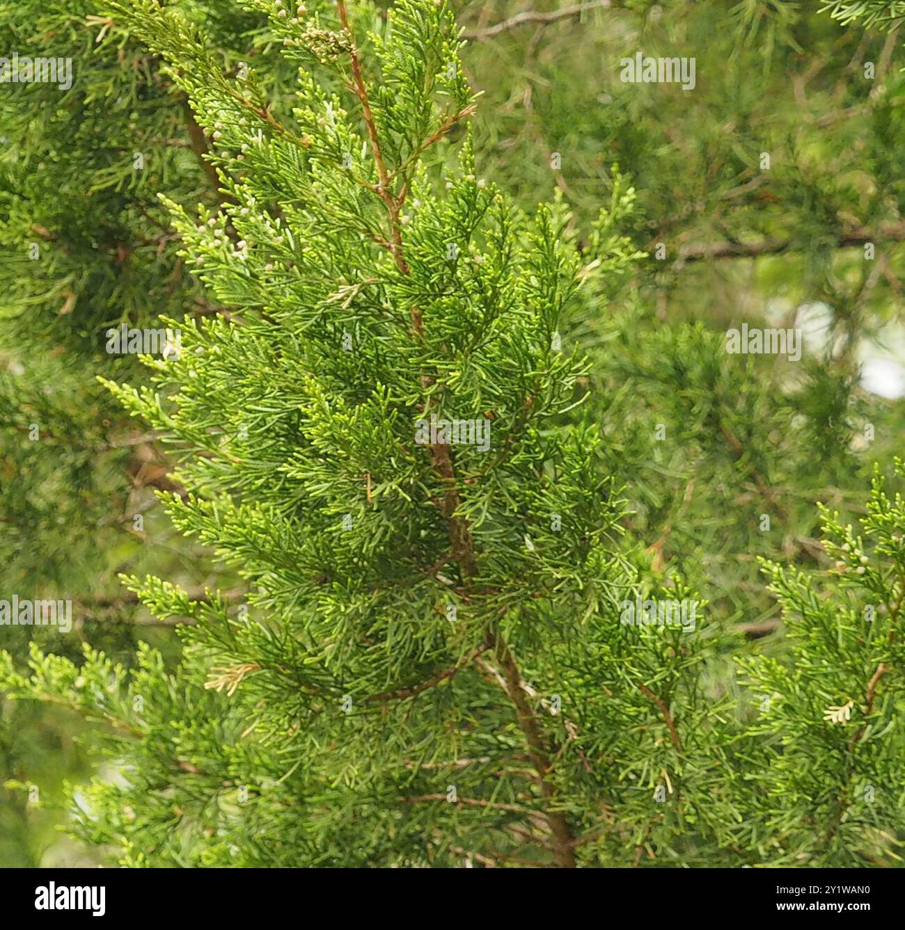 eastern redcedar (Juniperus virginiana) Plantae Stock Photo - Alamy