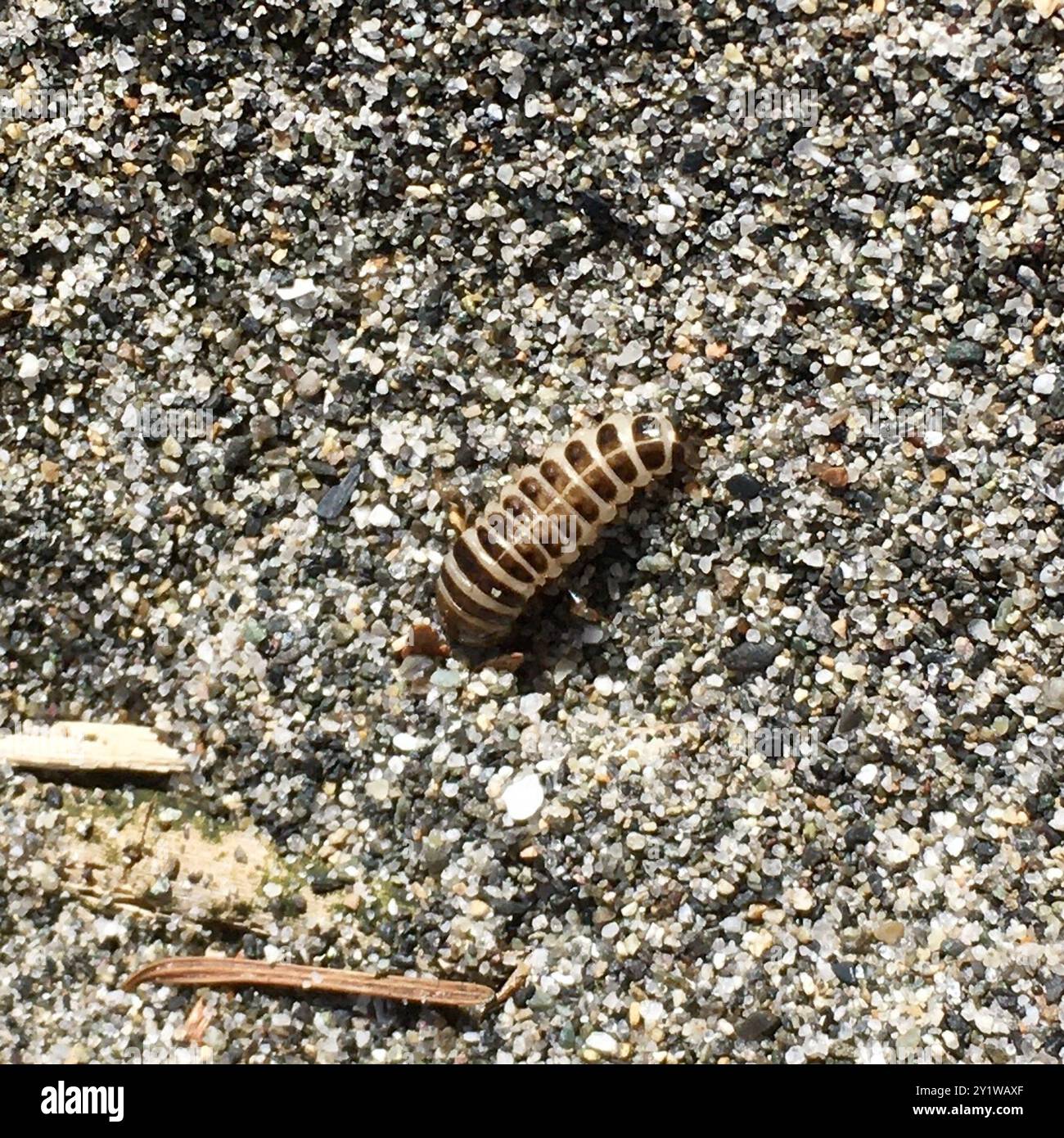 Pictured Rove Beetle (Thinopinus pictus) Insecta Stock Photo - Alamy