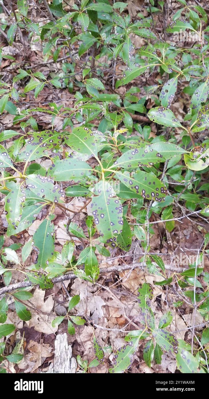 Mountain Laurel Leaf Spot (Mycosphaerella colorata) Fungi Stock Photo ...