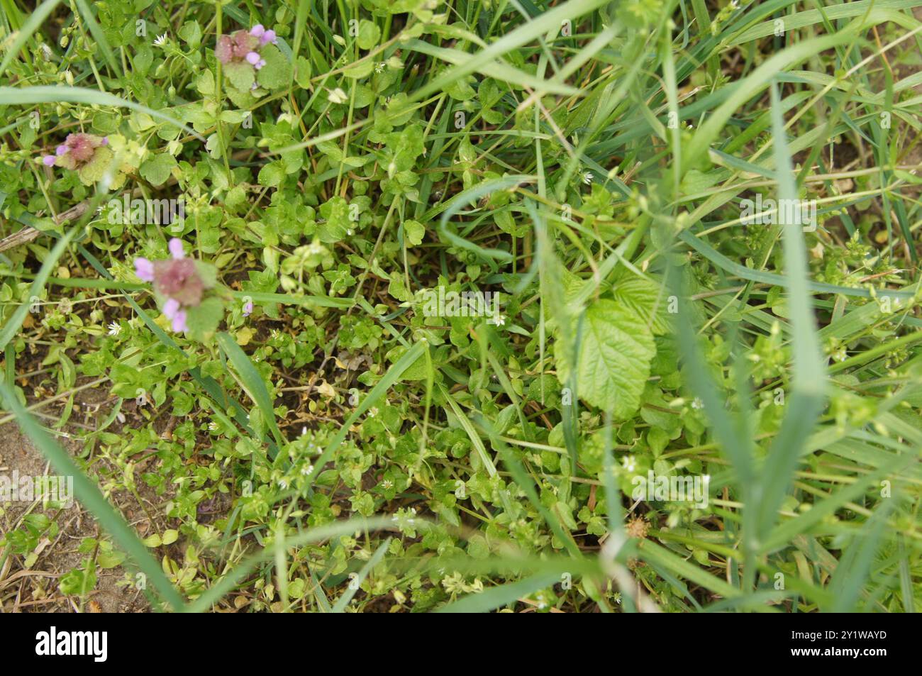Sticky mouse-ear chickweed (Cerastium glomeratum) Plantae Stock Photo ...
