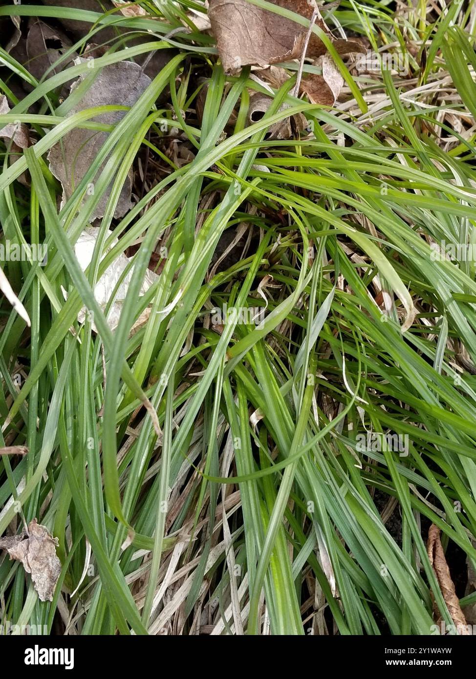 long-stalked sedge (Carex pedunculata) Plantae Stock Photo - Alamy