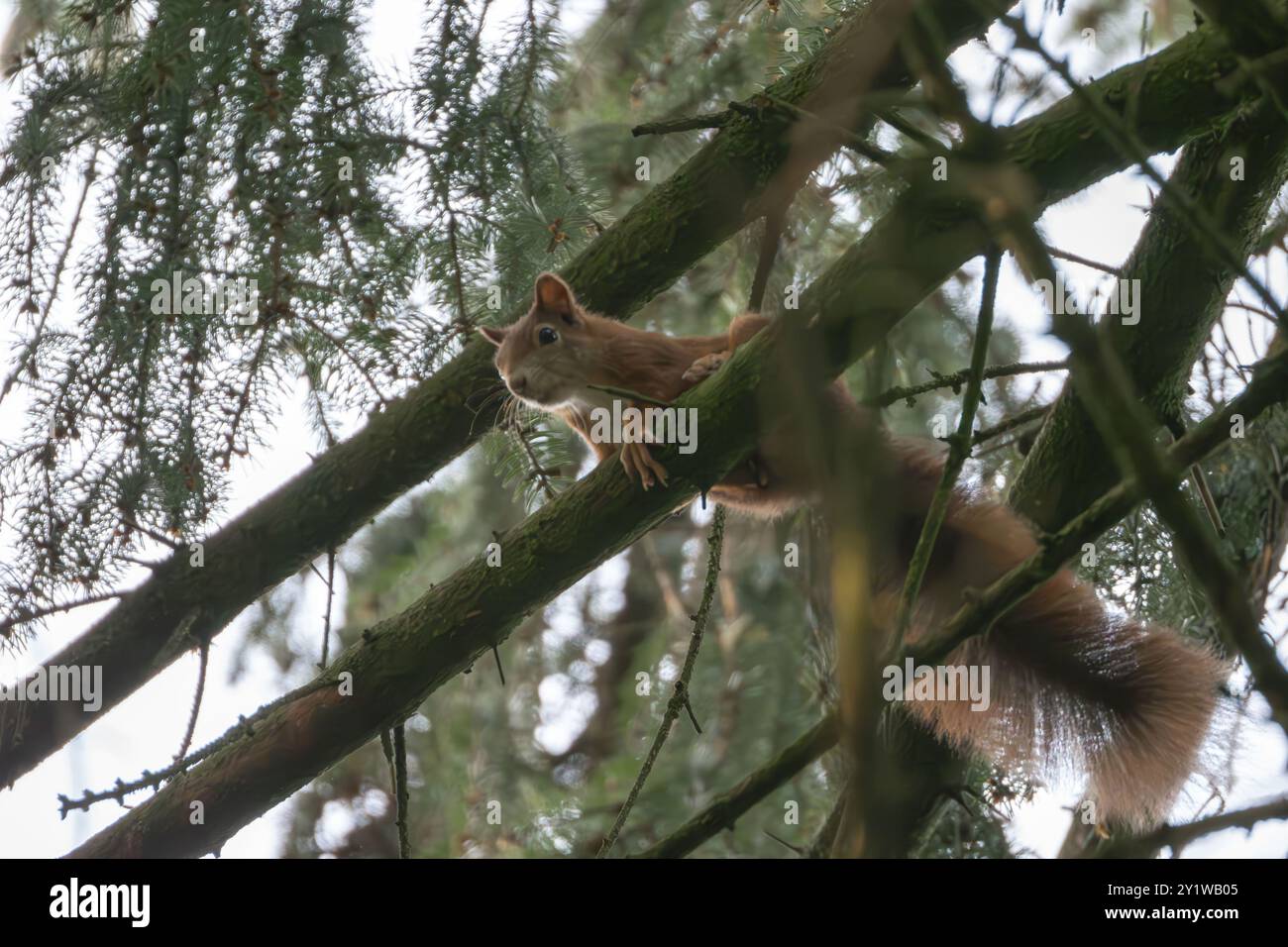 squirrel looking down from branch of a fir tree being curious about the ...