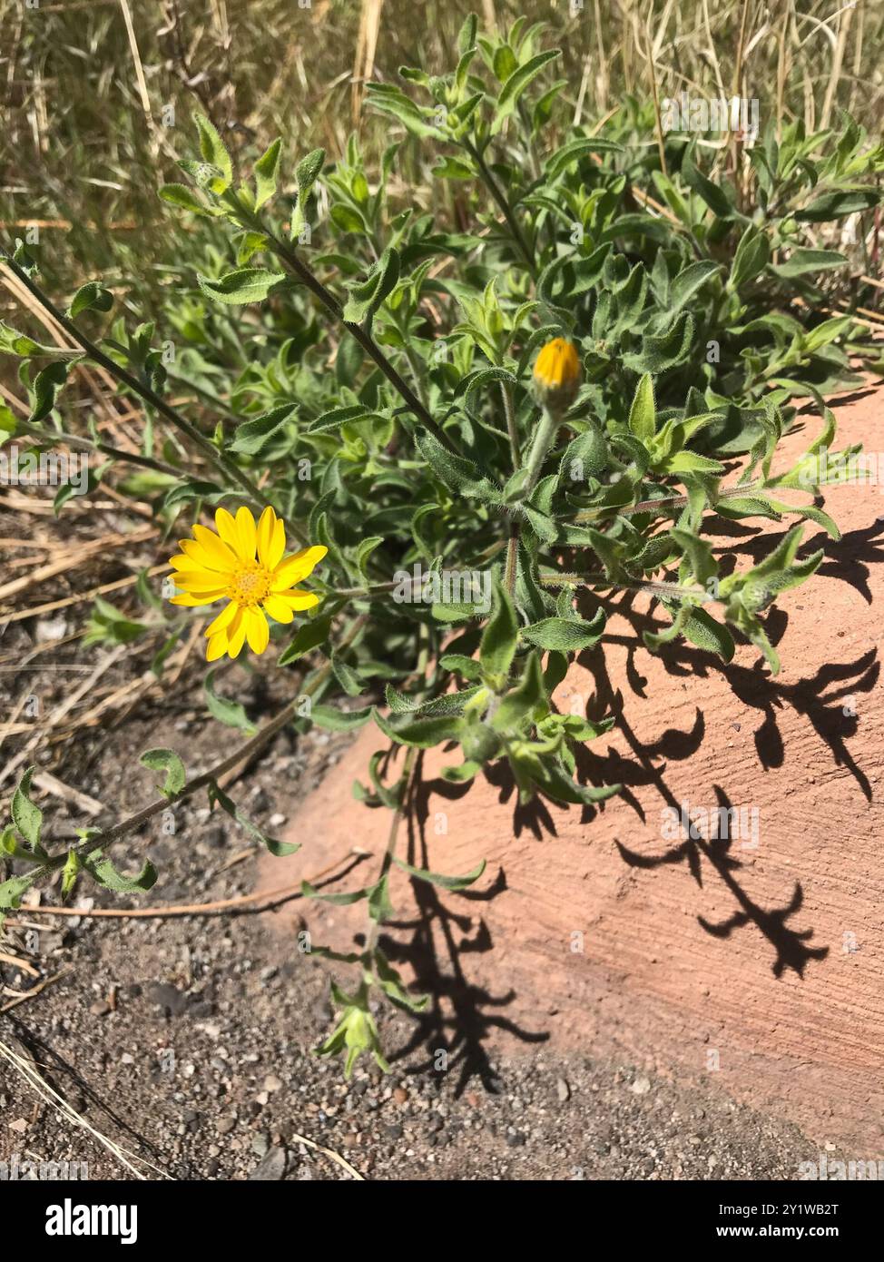 (Heterotheca incensa) Plantae Stock Photo - Alamy