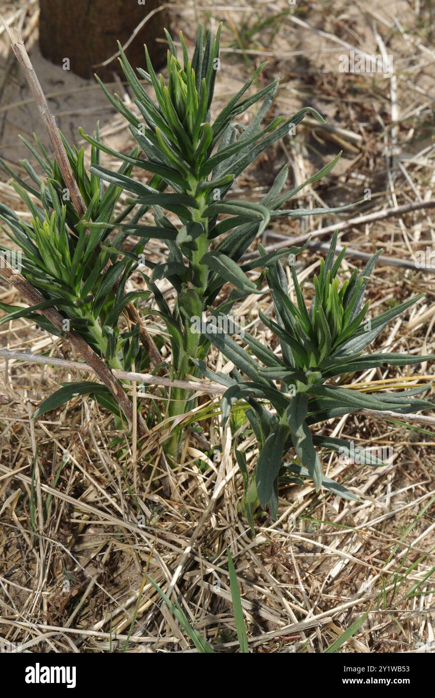Common Gromwell (Lithospermum officinale) Plantae Stock Photo - Alamy