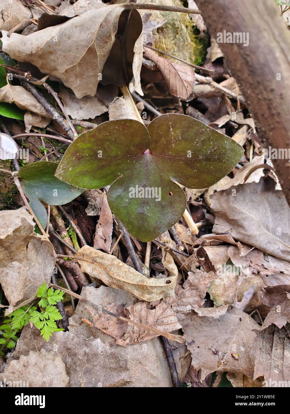 sharp-lobed hepatica (Hepatica acutiloba) Plantae Stock Photo - Alamy