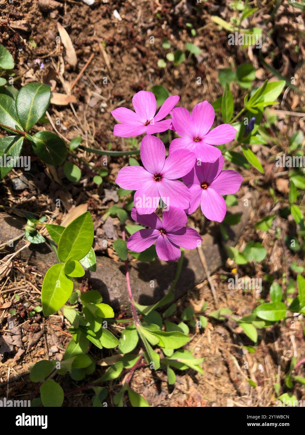 flowering plants (Angiospermae) Plantae Stock Photo - Alamy