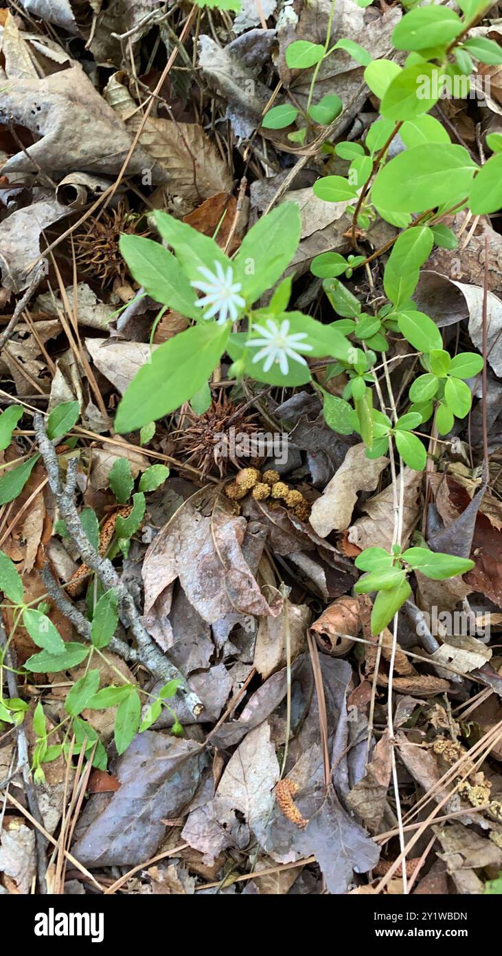 star chickweed (Stellaria pubera) Plantae Stock Photo - Alamy