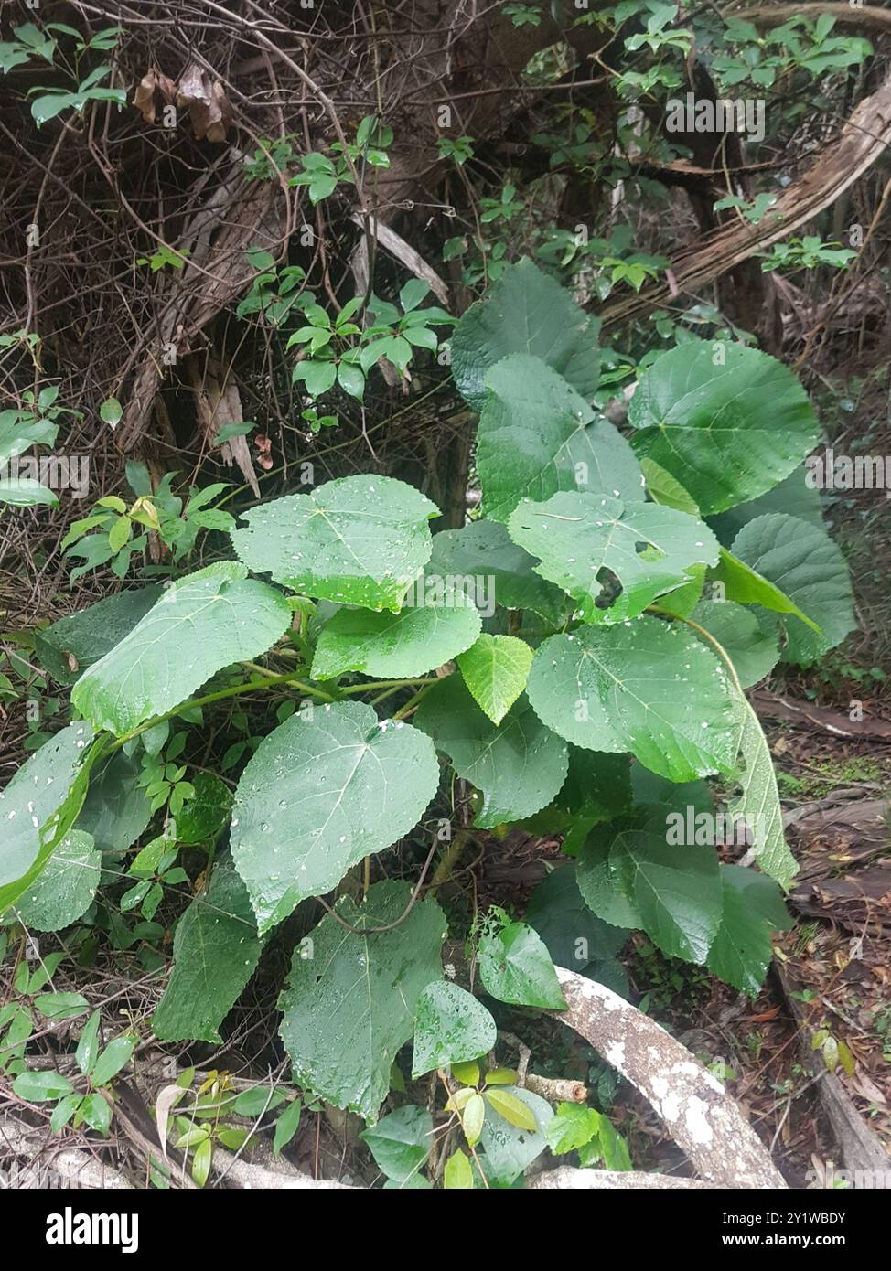 Giant Stinging Tree (Dendrocnide excelsa) Plantae Stock Photo - Alamy