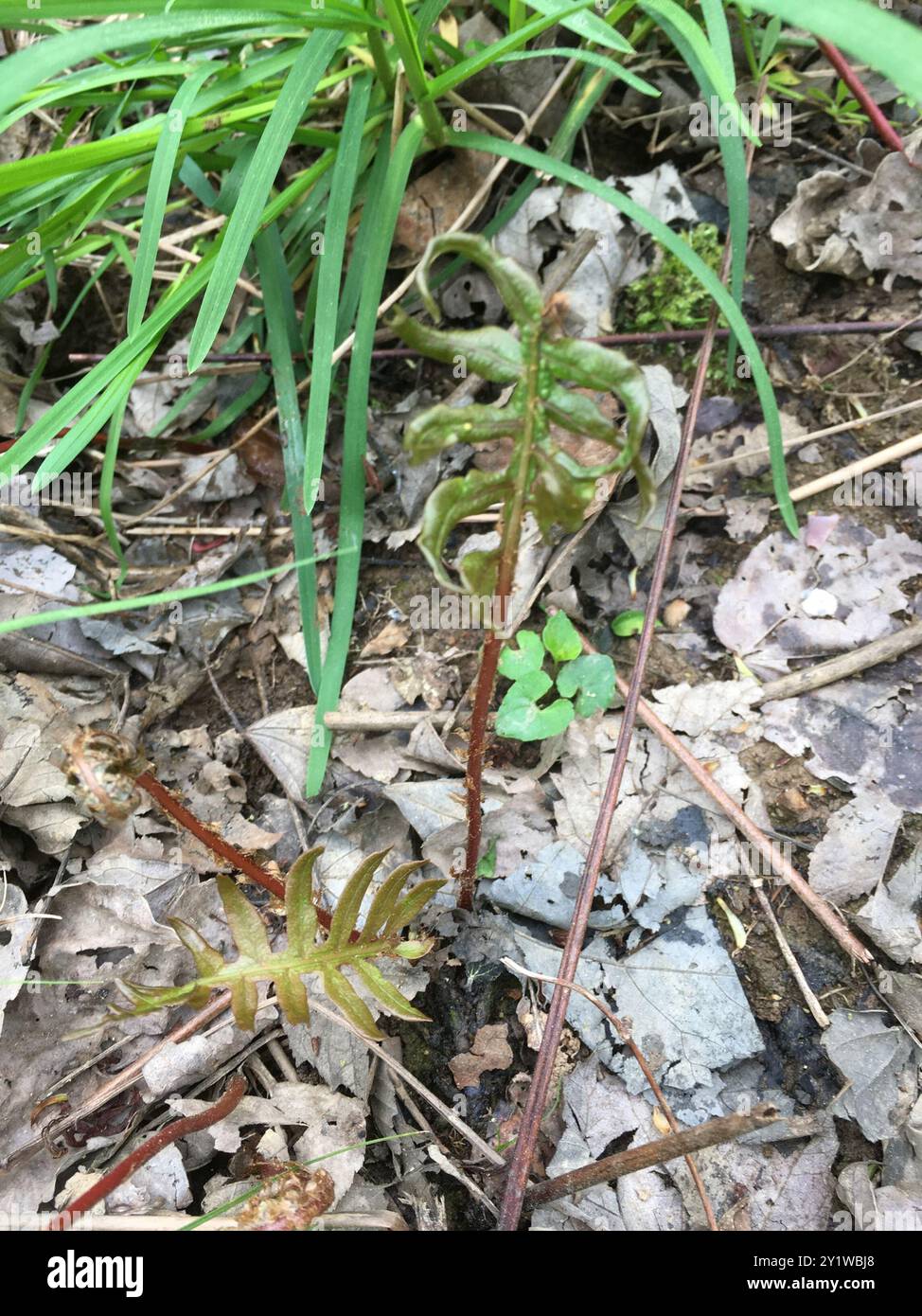 netted chain fern (Woodwardia areolata) Plantae Stock Photo - Alamy