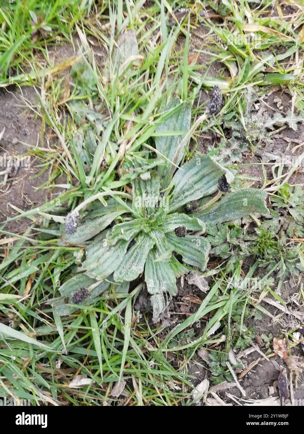 ribwort plantain (Plantago lanceolata) Plantae Stock Photo - Alamy
