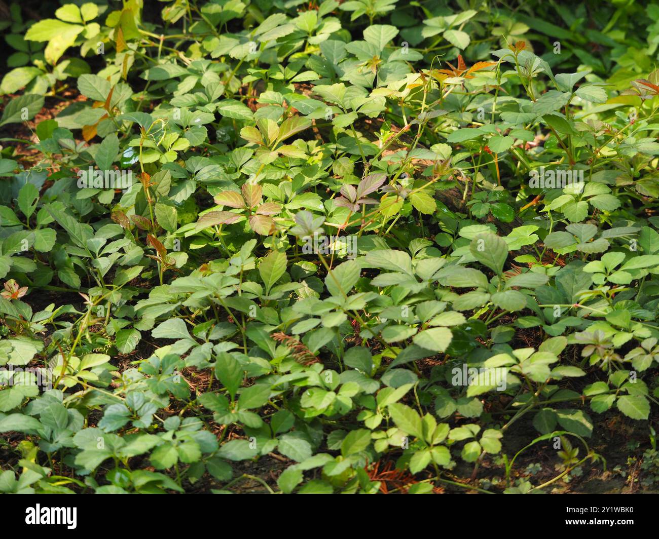 Bushkiller causonis japonica hi-res stock photography and images - Alamy