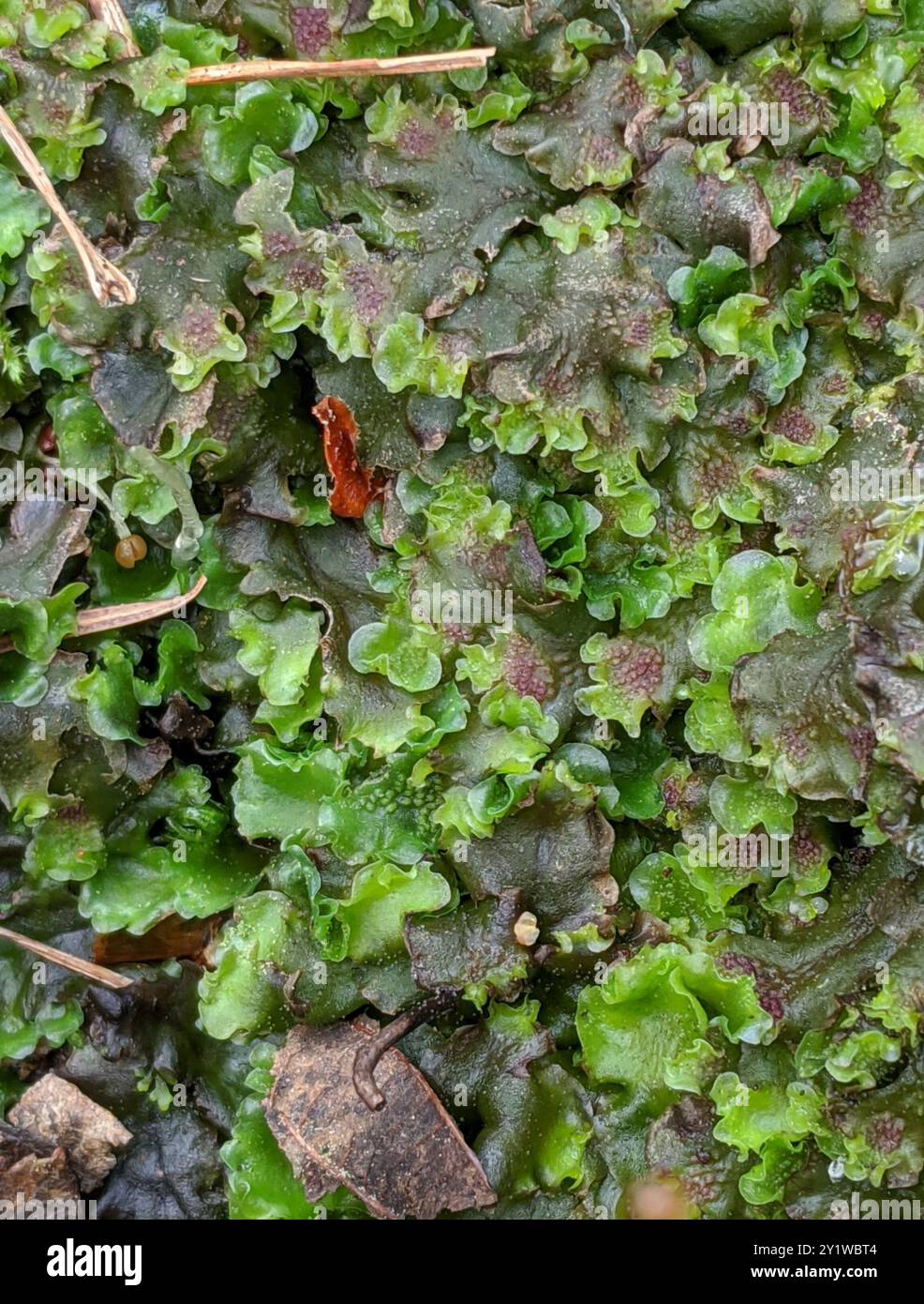 Ring Pellia (Pellia neesiana) Plantae Stock Photo - Alamy