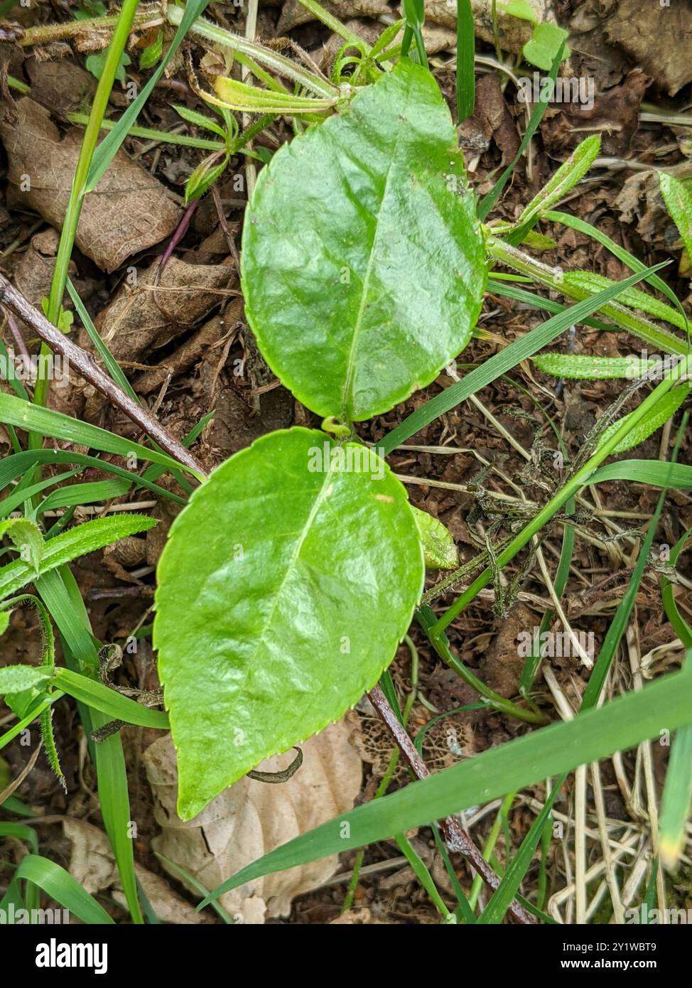vascular plants (Tracheophyta) Plantae Stock Photo - Alamy