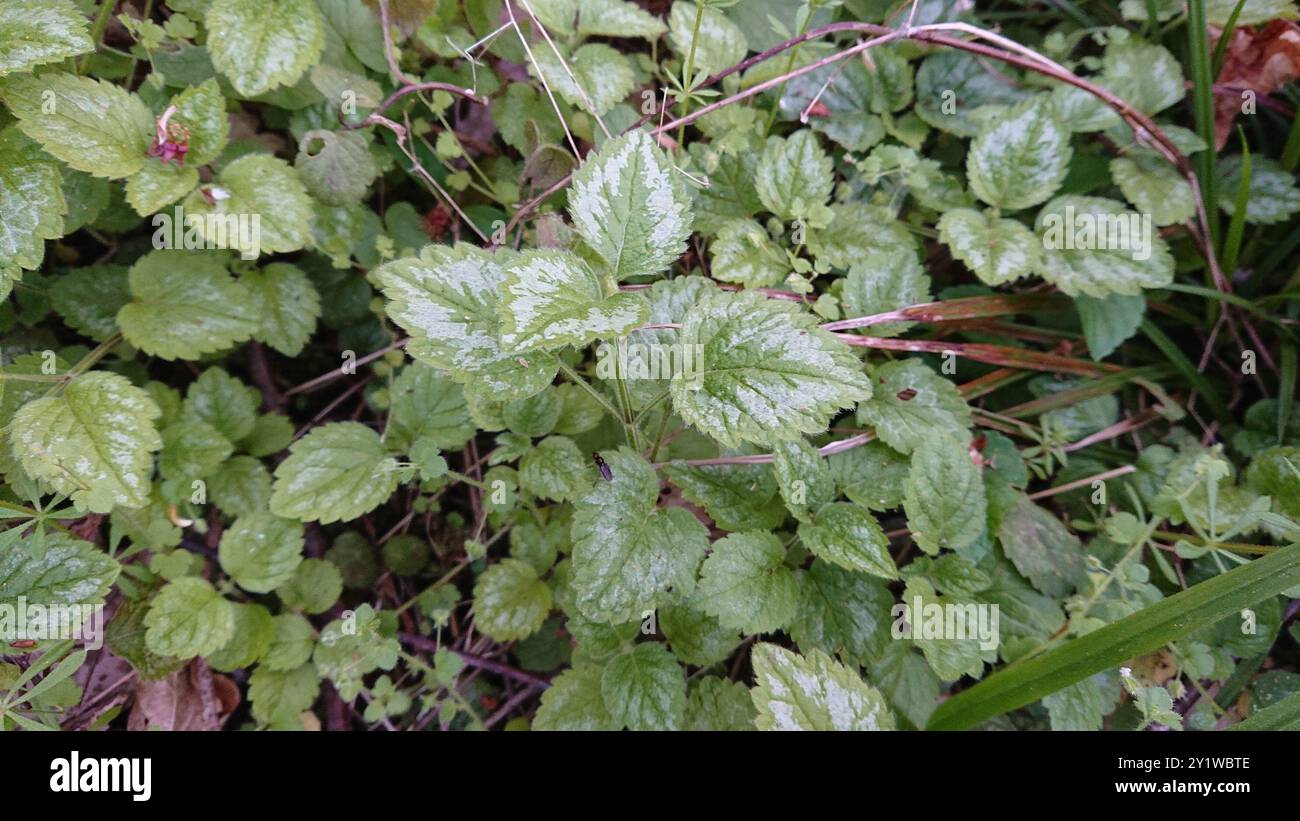 Variegated Yellow Archangel (Lamium galeobdolon argentatum) Plantae ...
