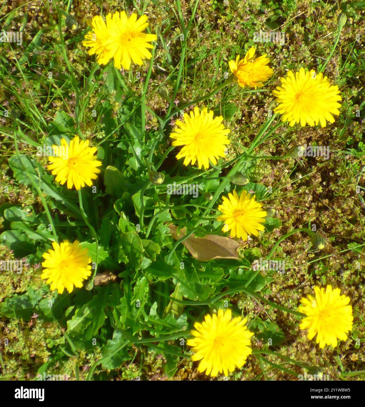 Common Cat's-ear (Hypochaeris radicata) Plantae Stock Photo - Alamy