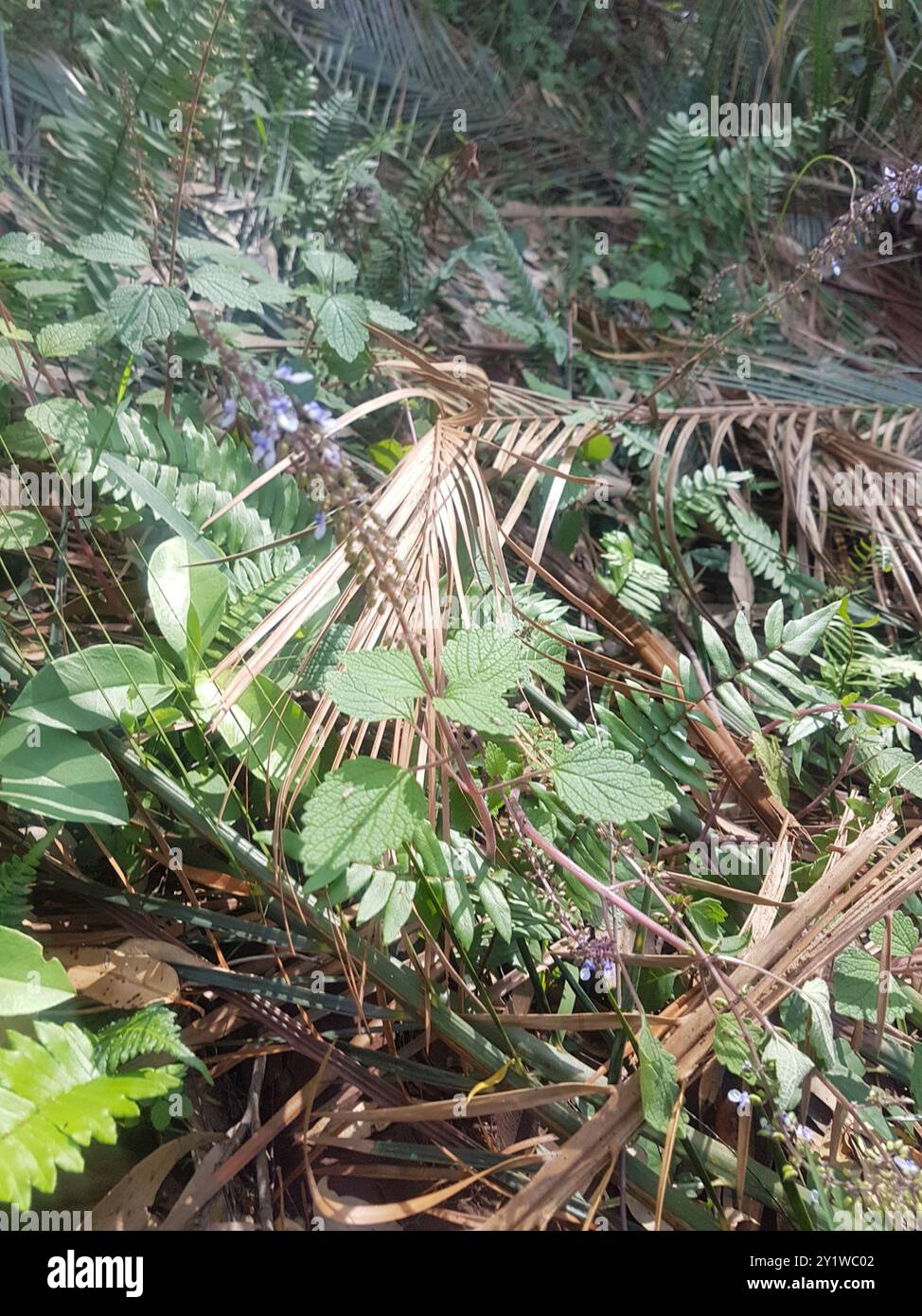 little spurflower (Coleus australis) Plantae Stock Photo - Alamy