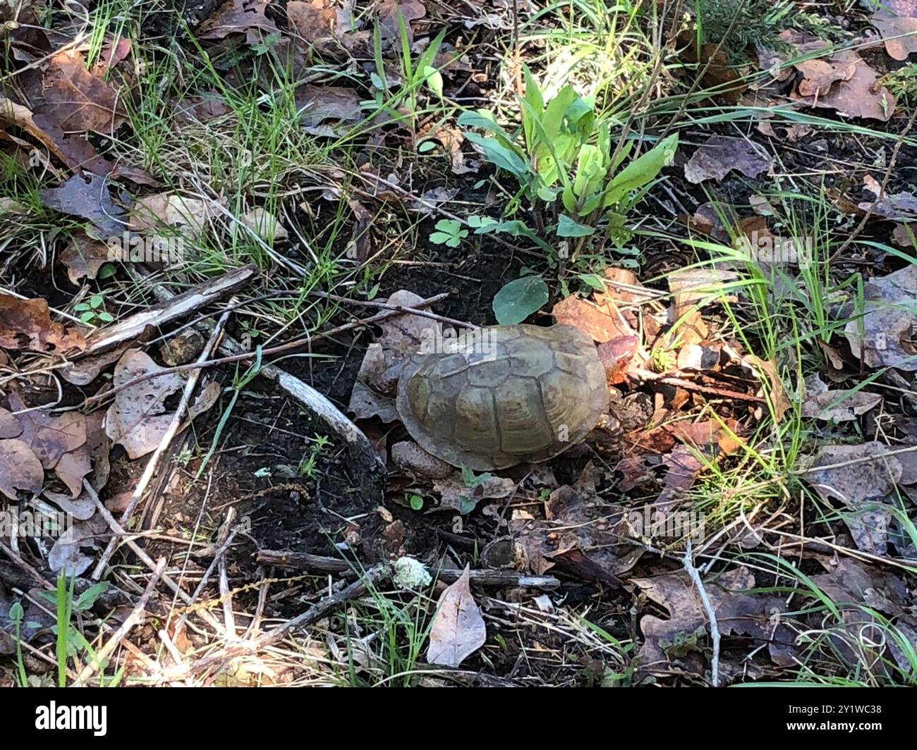 Three-toed Box Turtle (Terrapene triunguis) Reptilia Stock Photo - Alamy