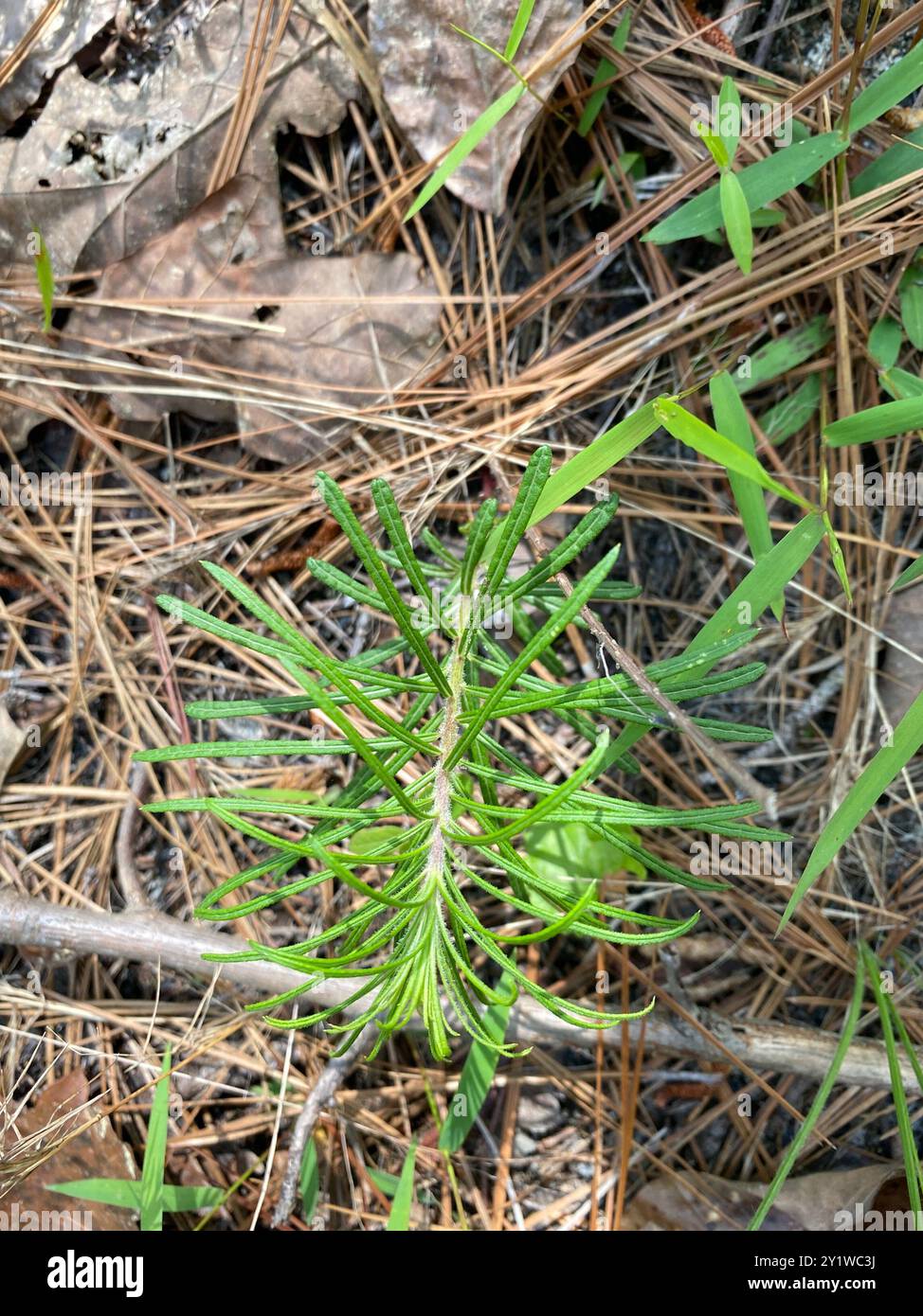 Narrow Leaf Ironweed (Vernonia angustifolia) Plantae Stock Photo - Alamy