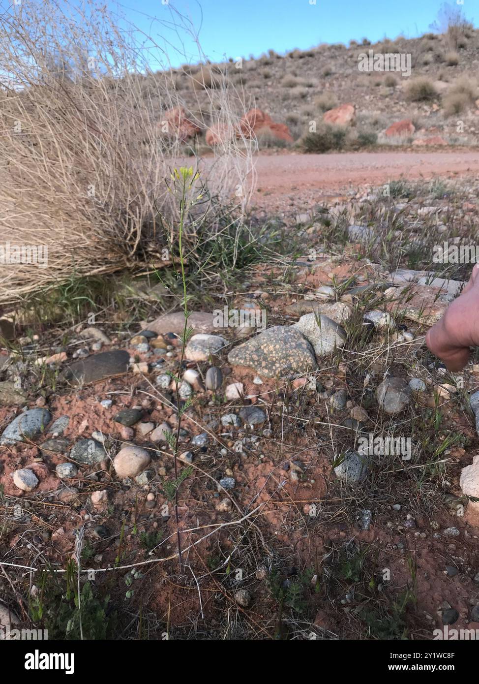 Western Tansymustard (Descurainia pinnata) Plantae Stock Photo - Alamy