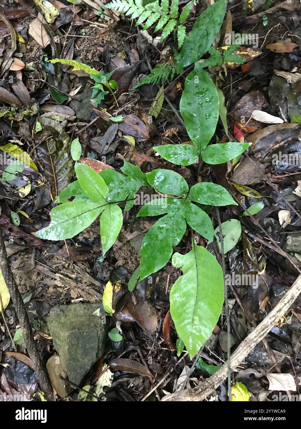 (Tectaria harlandii) Plantae Stock Photo - Alamy