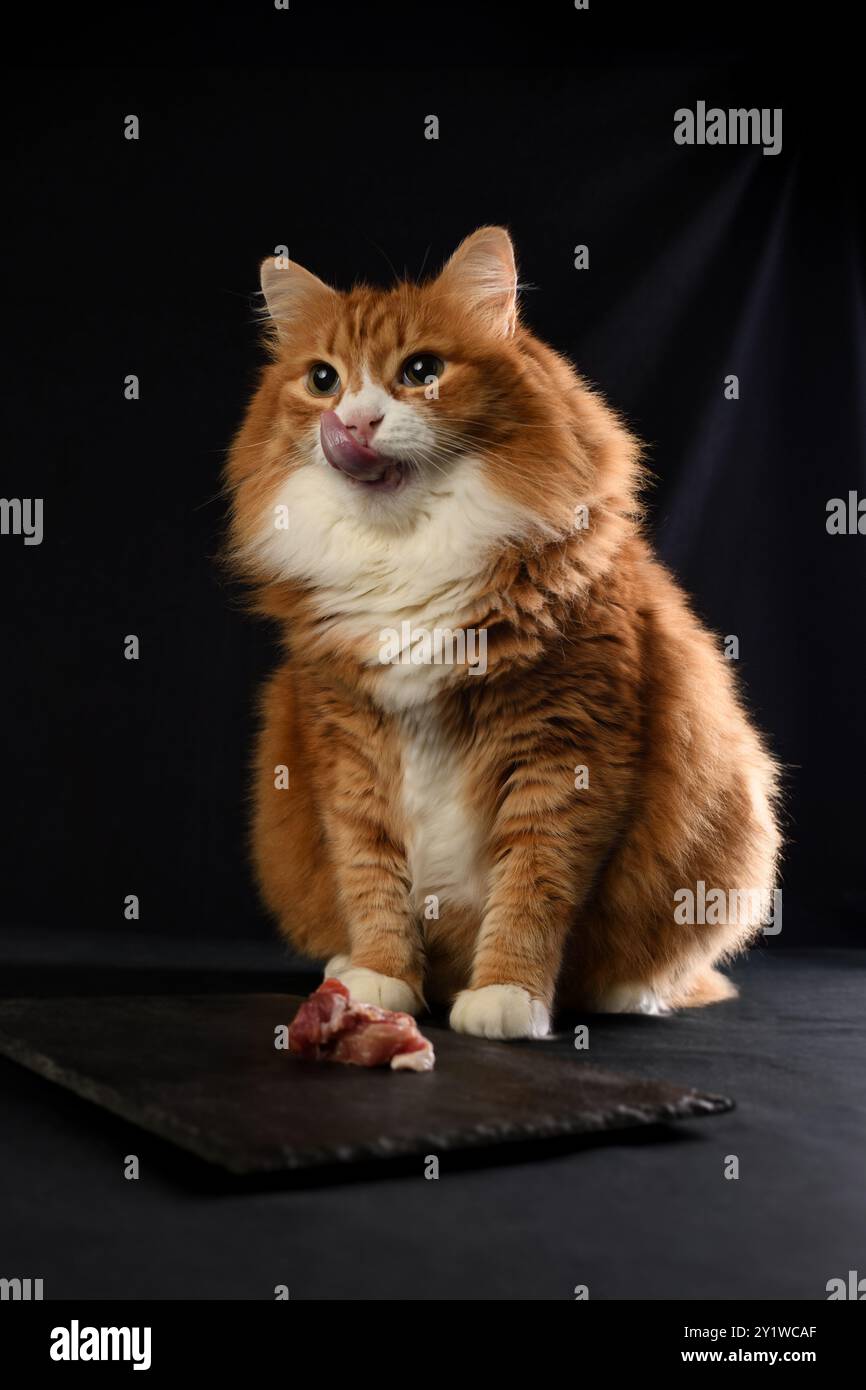 A red fluffy cat sits and licks its lips, anticipating eating a piece ...