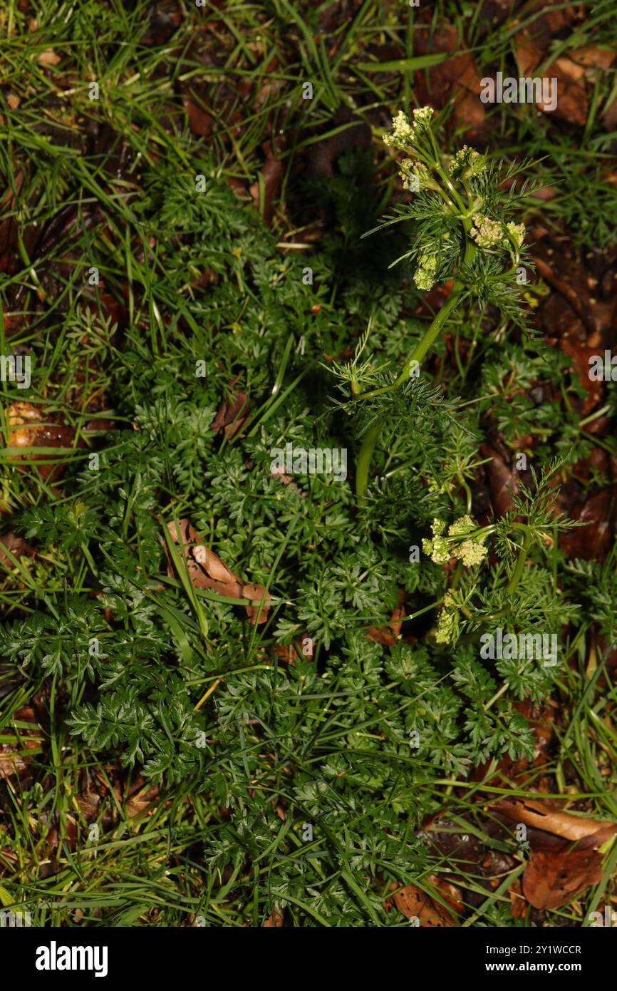 Pignut (Conopodium majus) Plantae Stock Photo - Alamy