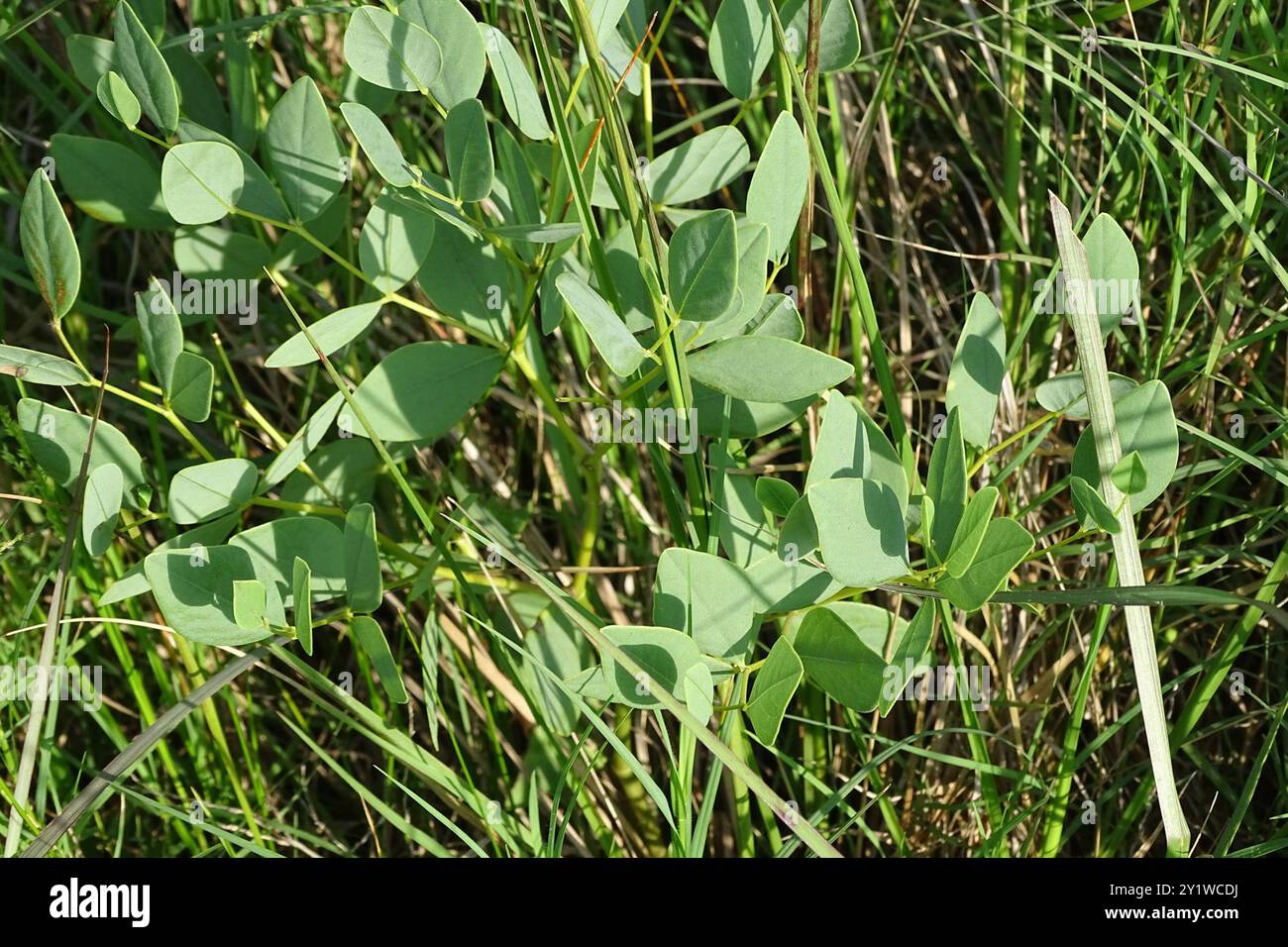 Yellow Wild Indigo (Baptisia sphaerocarpa) Plantae Stock Photo - Alamy