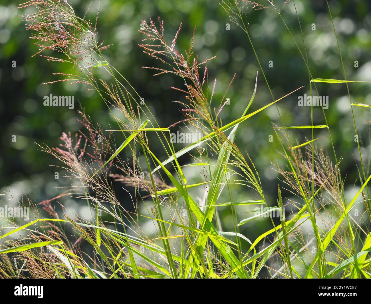 guinea grass (Megathyrsus maximus) Plantae Stock Photo - Alamy