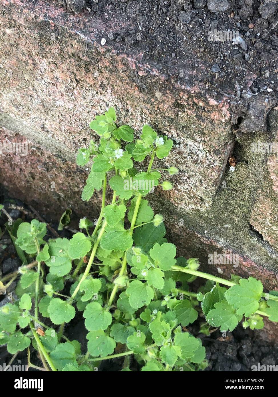 Ivy-leaved Speedwell (Veronica hederifolia) Plantae Stock Photo - Alamy