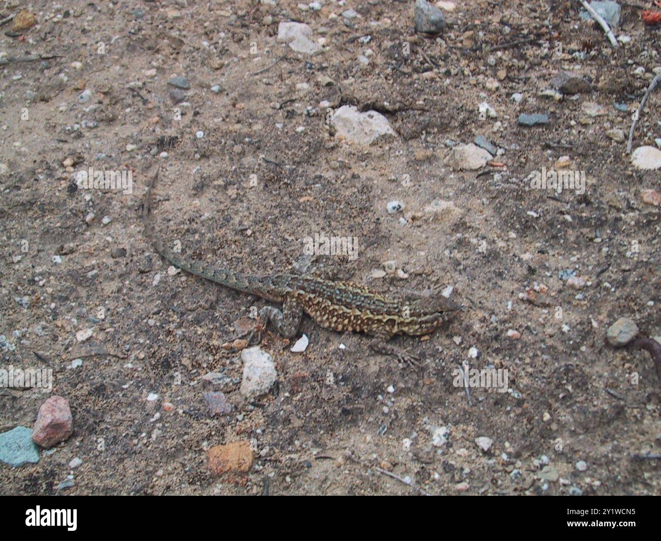 Western Side-blotched Lizard (Uta stansburiana elegans) Reptilia Stock ...