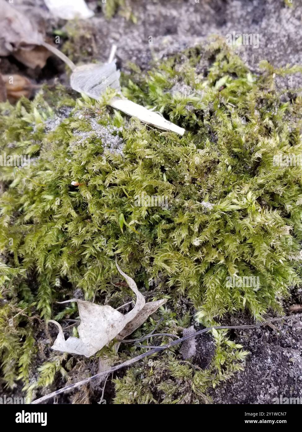 Rough-stalked Feather-moss (Brachythecium rutabulum) Plantae Stock ...