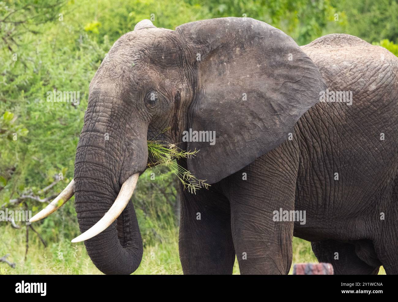 A bull Elephant shows the signs of a breeding condition known as Musth ...