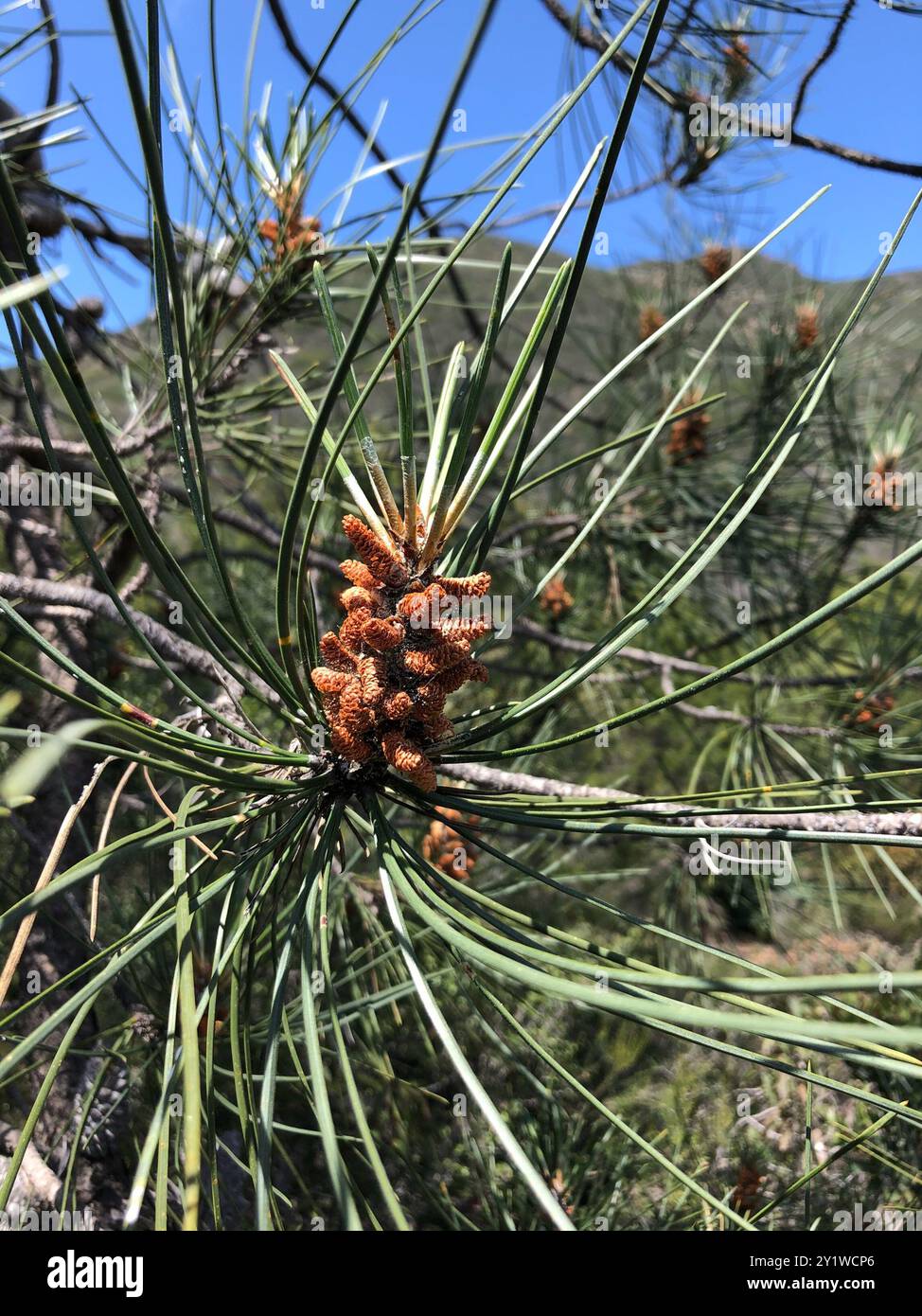 knobcone pine (Pinus attenuata) Plantae Stock Photo - Alamy