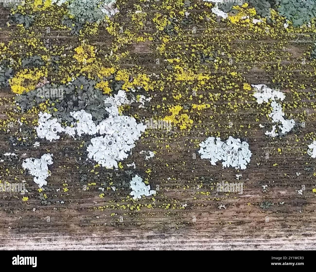 Powdery Goldspeck (Candelariella efflorescens) Fungi Stock Photo - Alamy