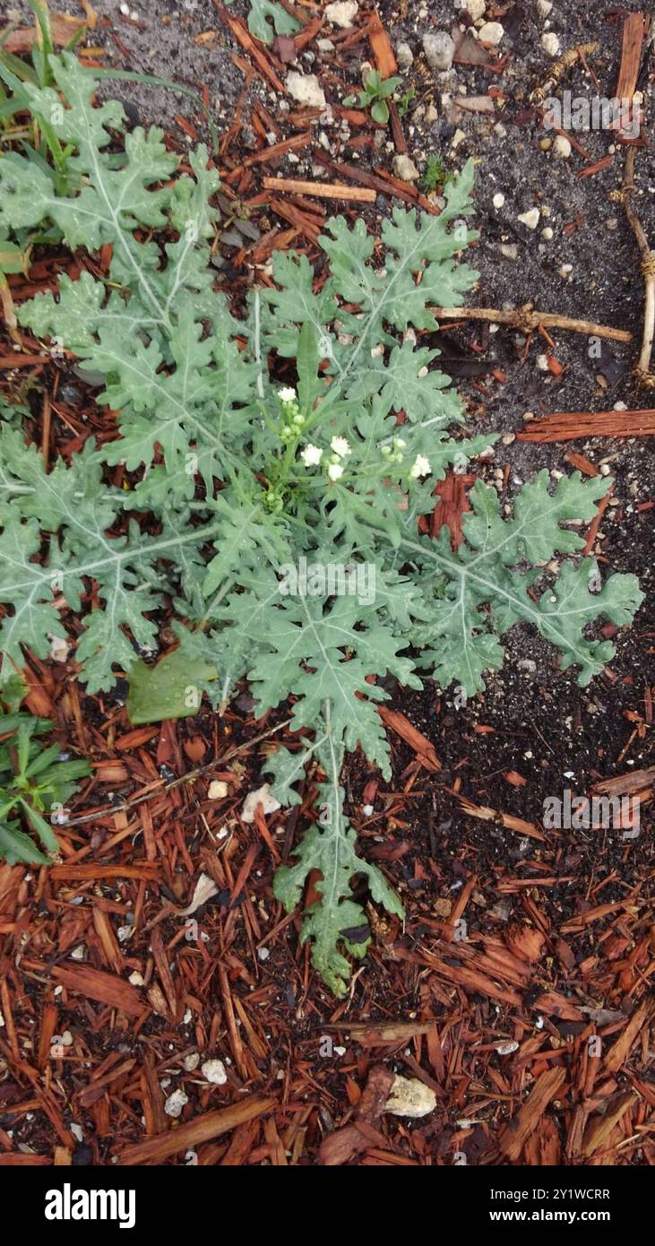Santa Maria feverfew (Parthenium hysterophorus) Plantae Stock Photo - Alamy