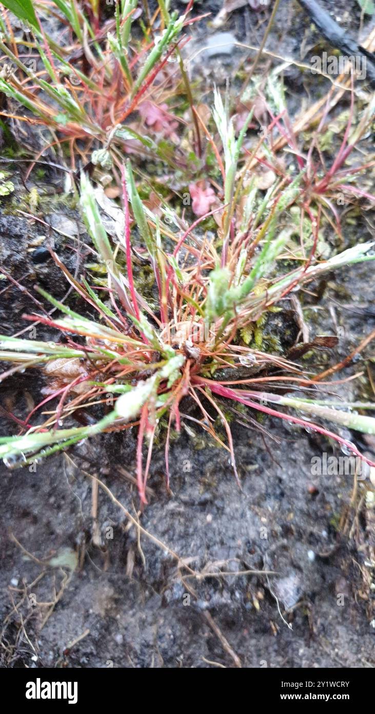 early hair grass (Aira praecox) Plantae Stock Photo - Alamy
