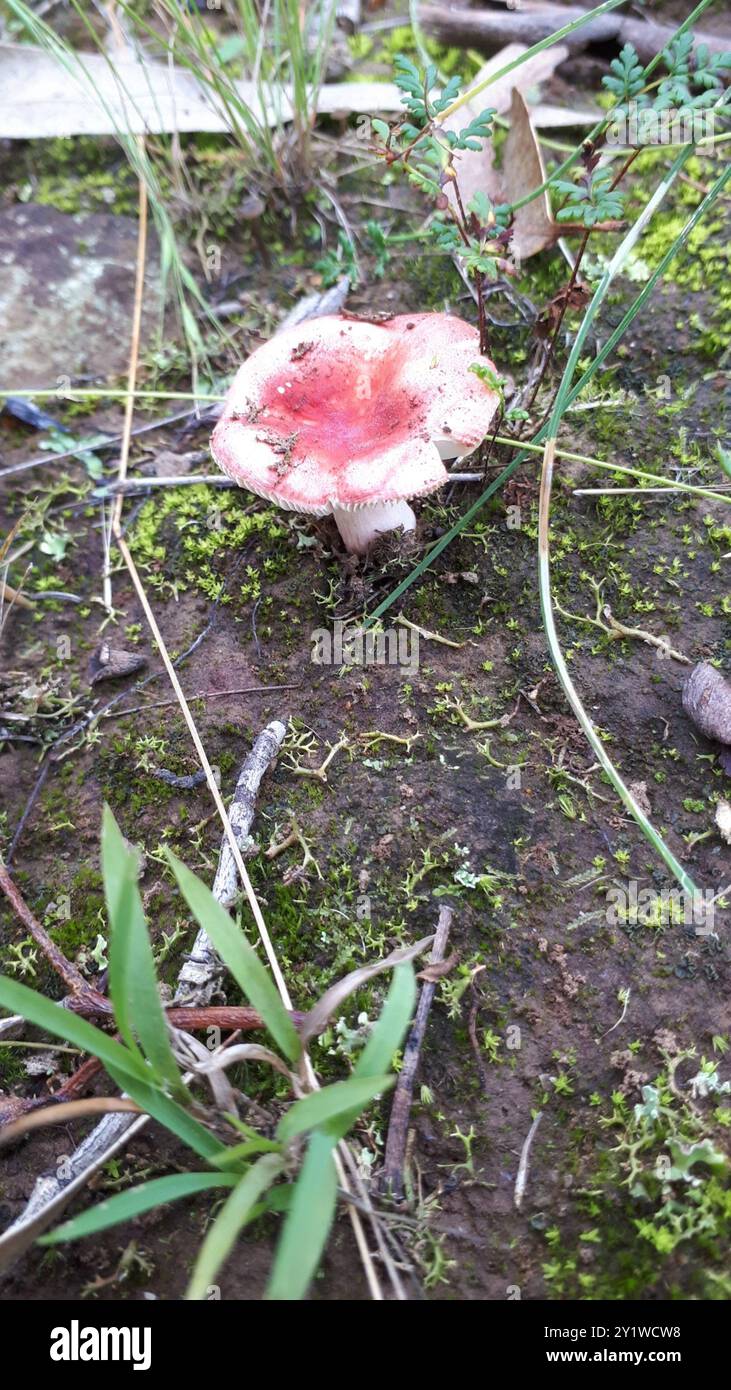 blood red russula (Russula rosacea) Fungi Stock Photo - Alamy